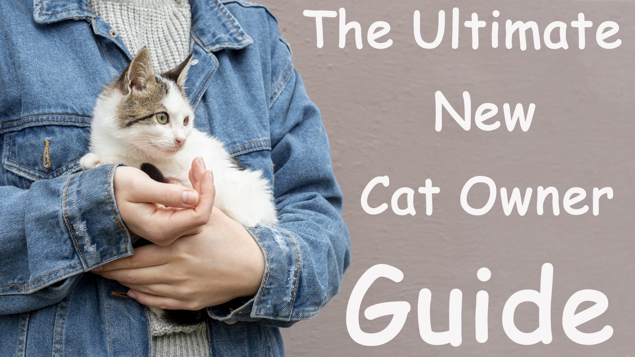The Ultimate 2021 New Cat Owner Guide From (A To Z) | ProudCatOwners