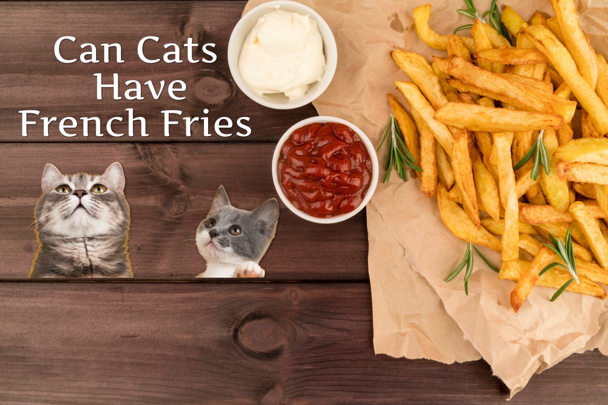 Can Cats Have French Fries 2022 | ProudCatOwners