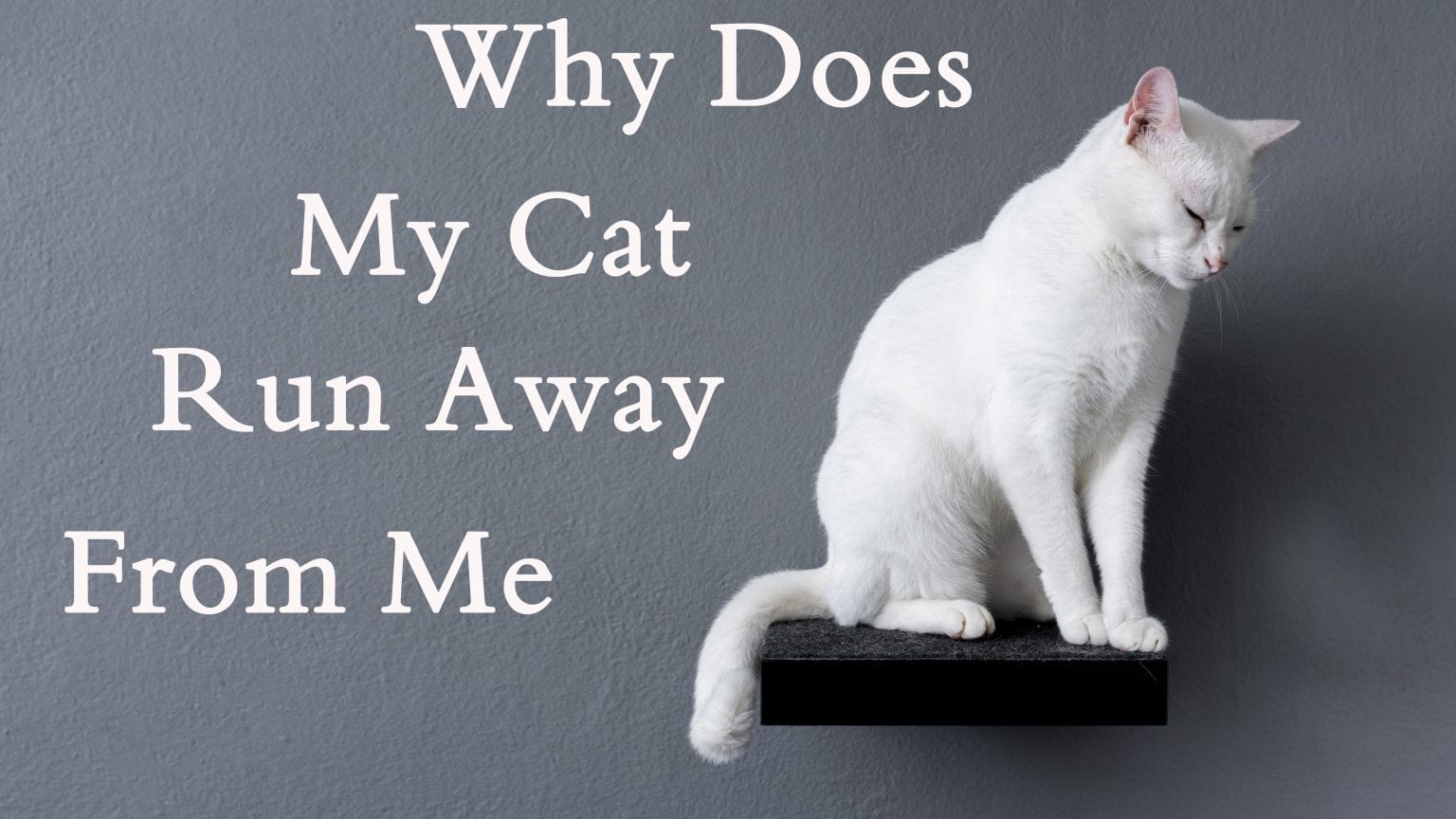 Why Does My Cat Run Away From Me 2022 ProudCatOwners why-does-my-cat-run-away-from-me-2022-proudcatowners