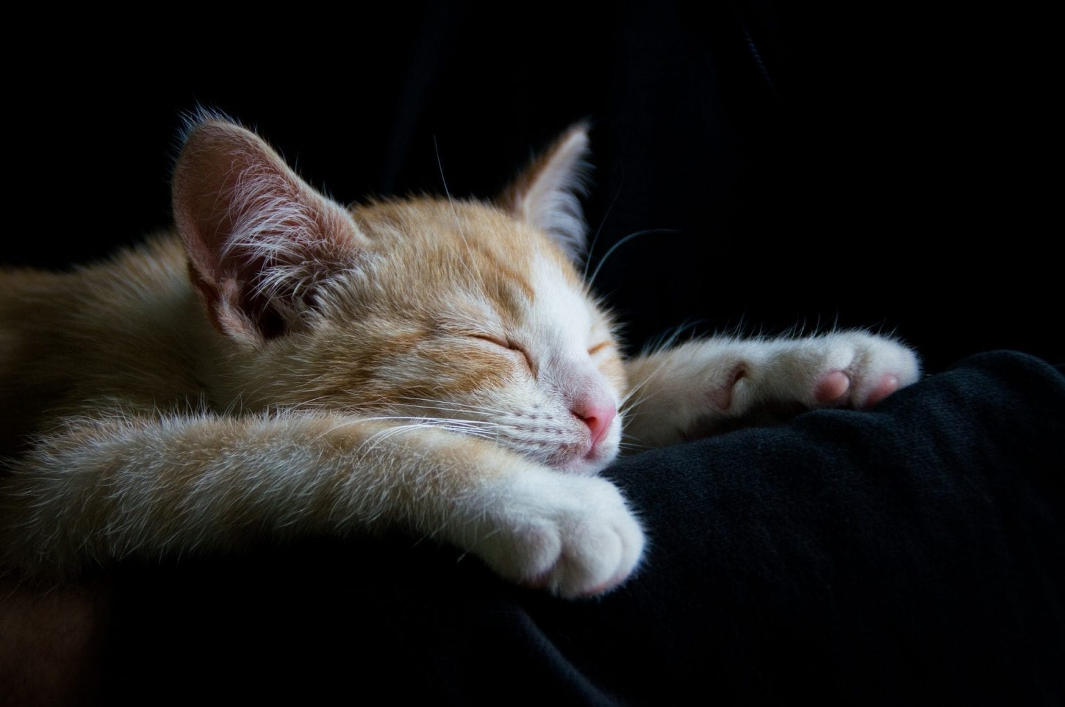 Why Does My Cat Purr So Loud (6 Reasons) | ProudCatOwners